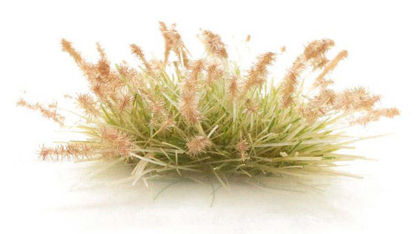 BROWN SEEDING TUFTS / 21 PCS.-Scenic Express